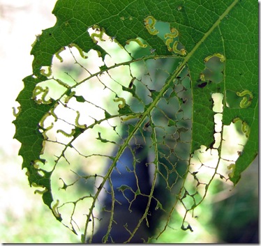 Windowbox Wildlife: Sawflies attack sallow